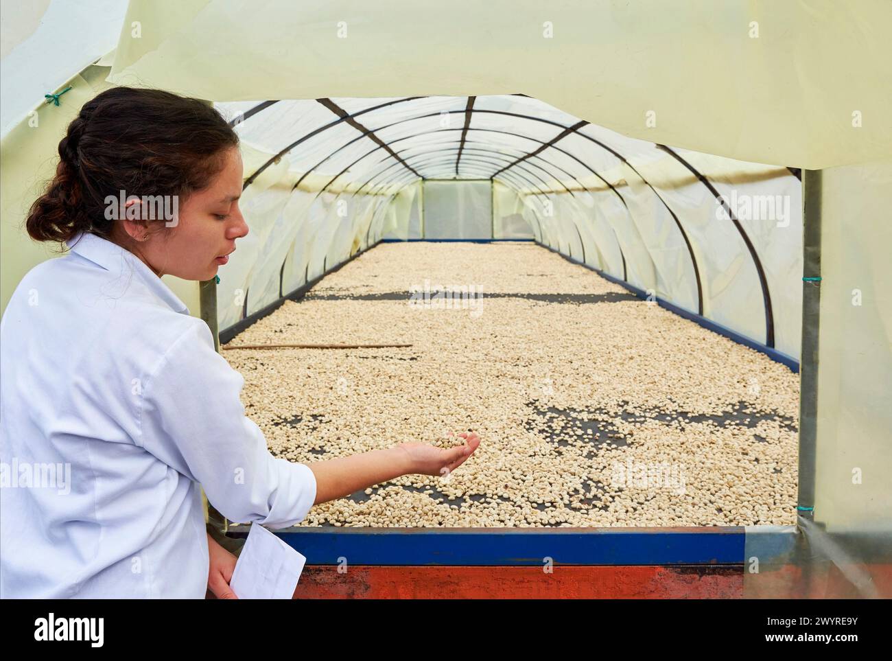 parchment coffee, dried coffee bean, Hacienda San Alberto, Cafetal ...