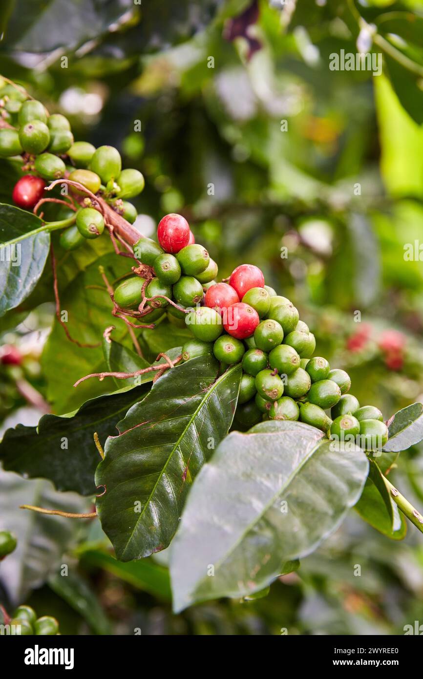 Hacienda San Alberto, Cafetal, Coffee plantations, Coffee Cultural ...