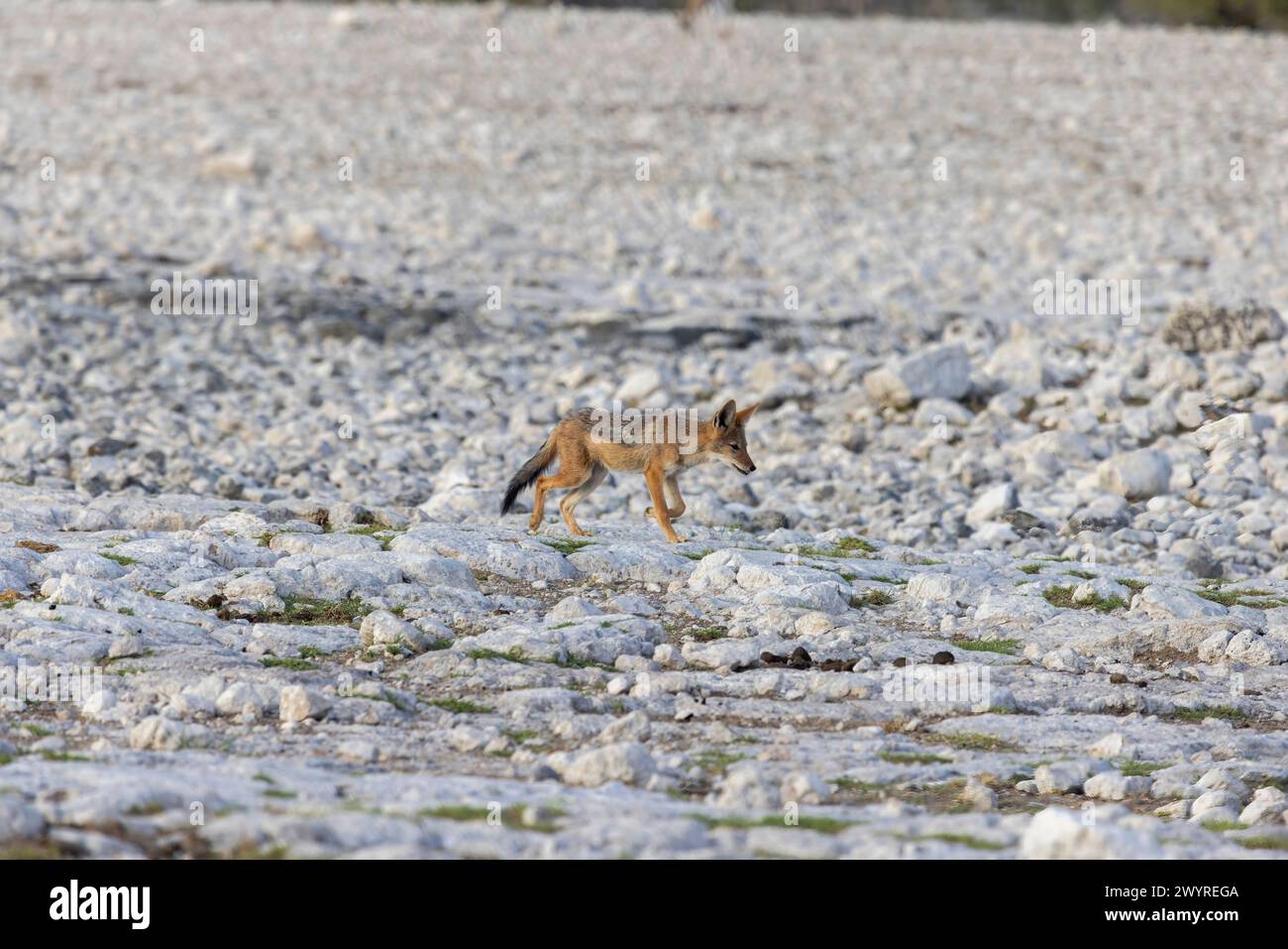 Picture of an African fox taken in Etosha National Park in Namibia ...