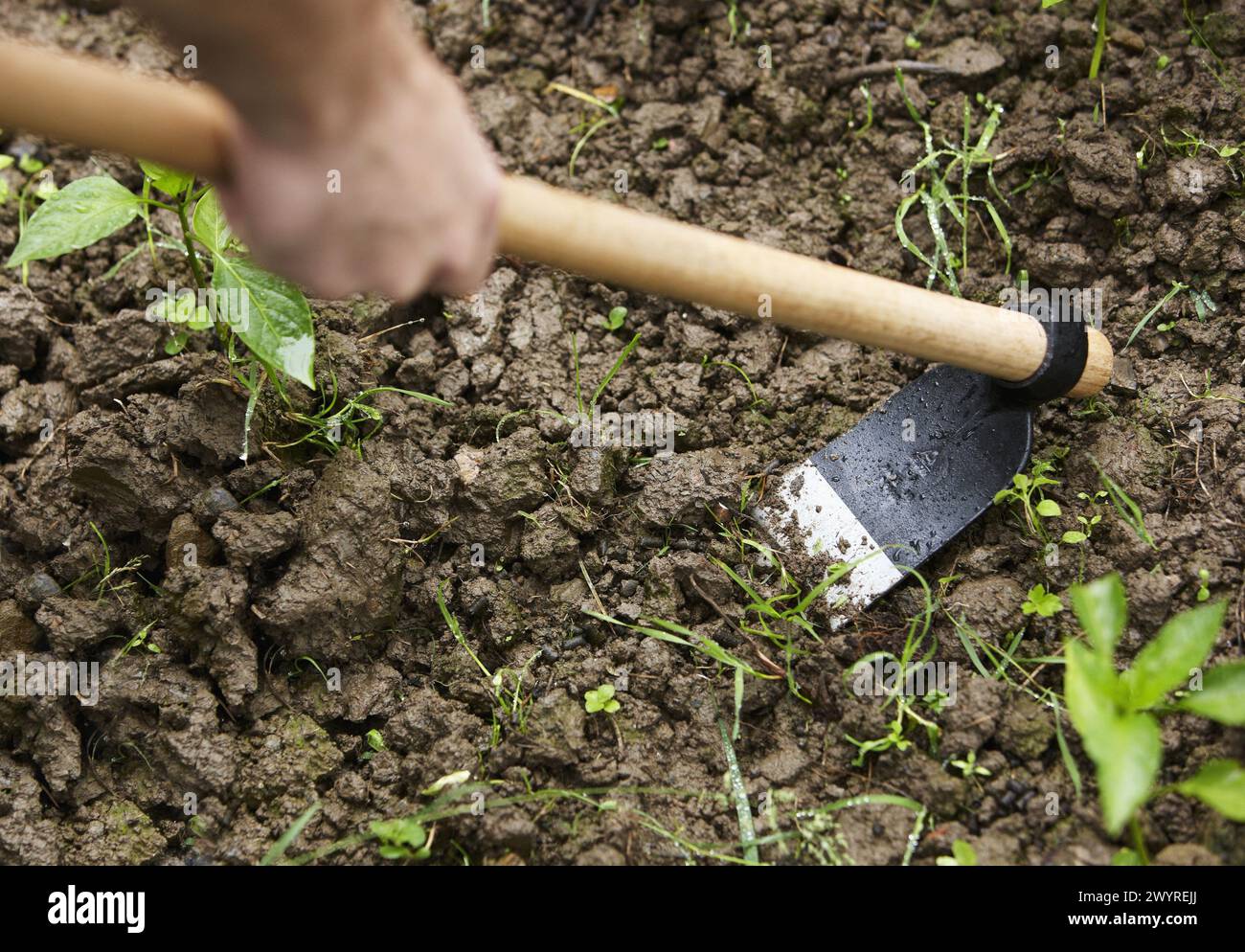 Farmer using hoe hand tool hi-res stock photography and images - Alamy