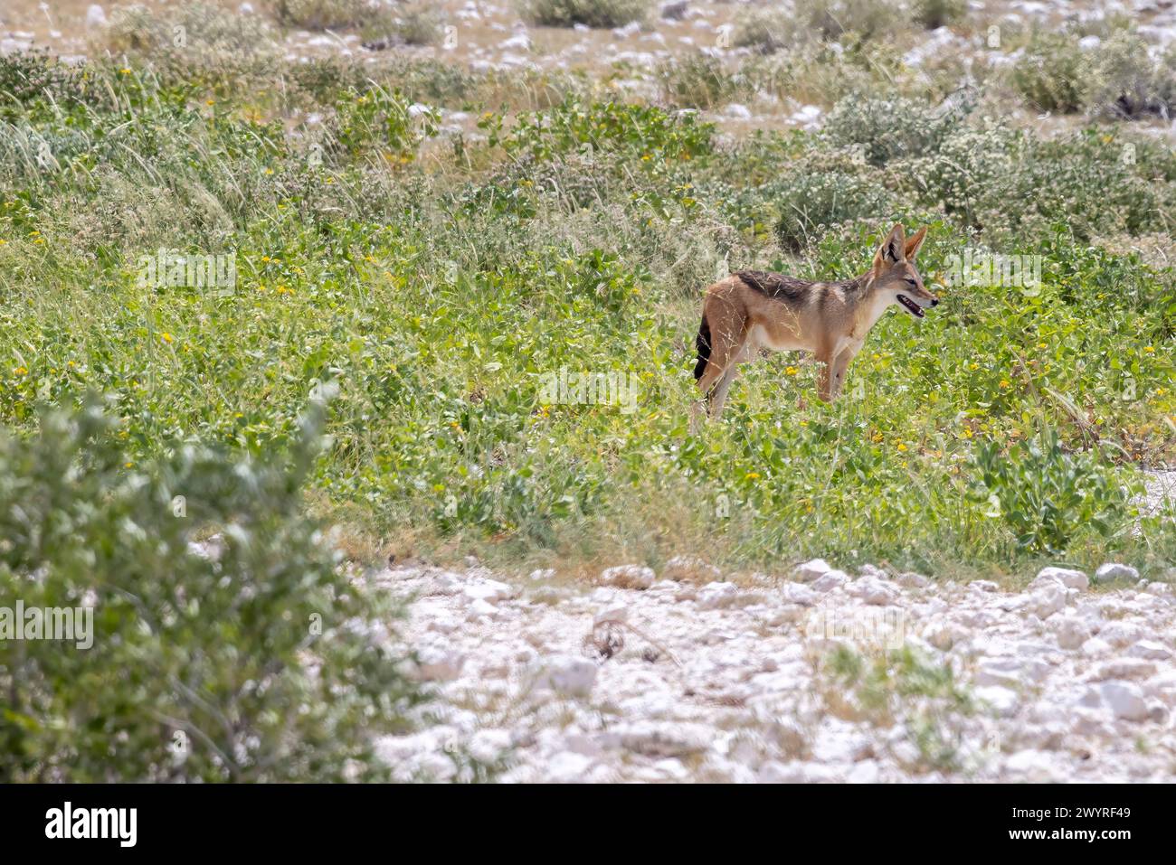 Picture of an African fox taken in Etosha National Park in Namibia ...