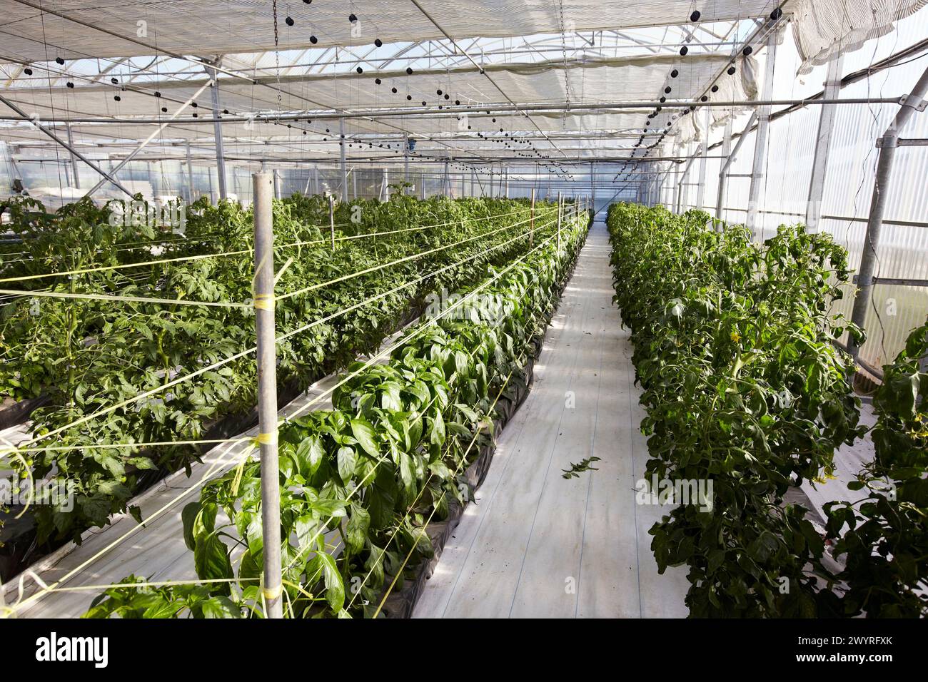 Tomato and pepper plants in a greenhouse, Hernani, Guipuzcoa, Basque ...