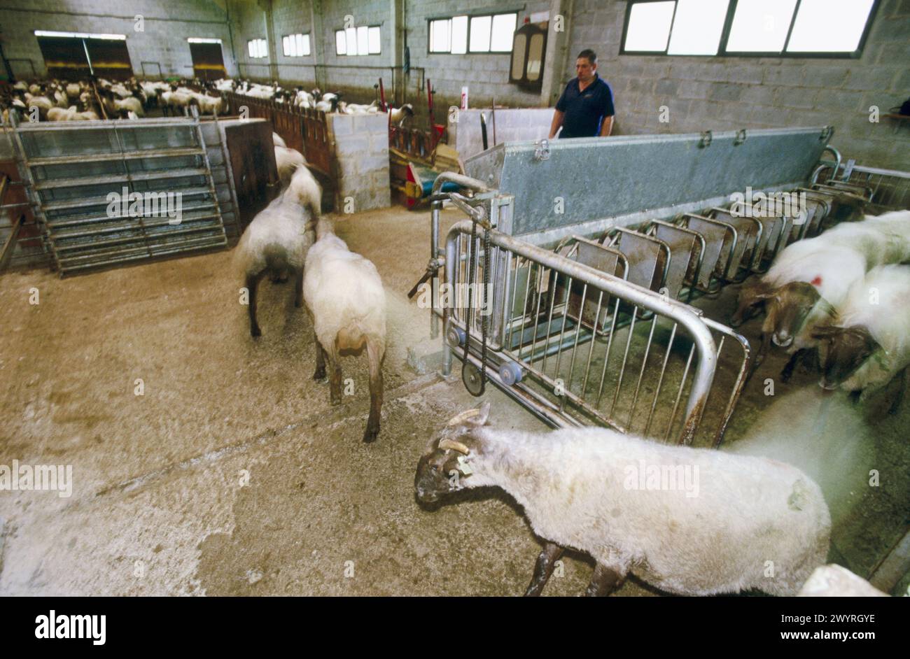 Milking of sheep (Latxa breed). Legazpi. Guipúzcoa. Spain Stock Photo ...