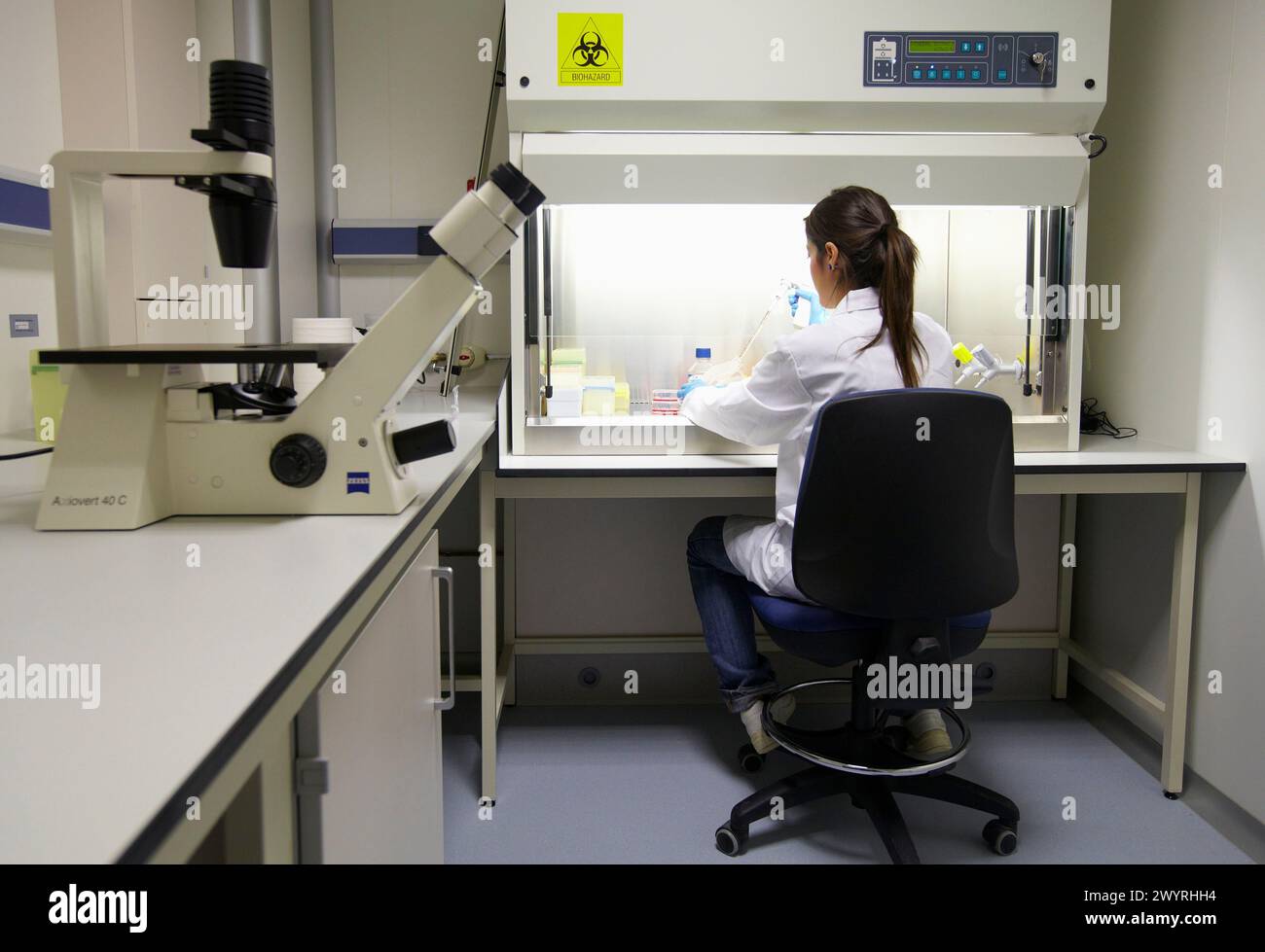 Cell culture room, Researcher handling cell cultures in a laminar flow ...