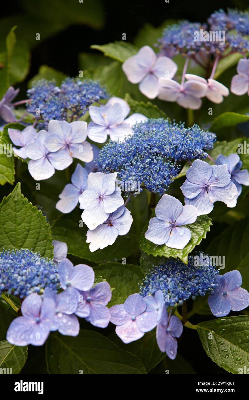 Hydrangea, Owakudani, Hakone, Kanagawa, Japan Stock Photo - Alamy