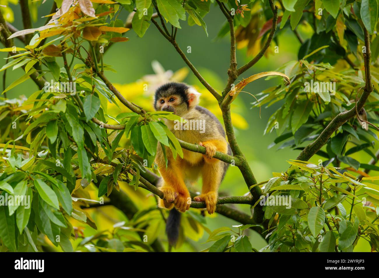 A black-capped squirrel monkey sitting on a tree in the zoo of Taipei ...