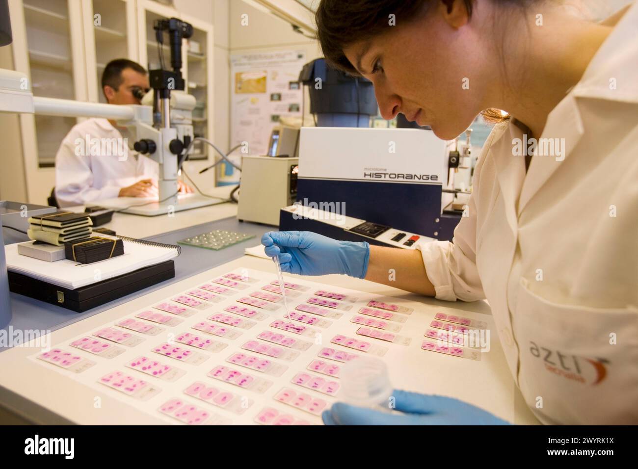 Male gonads hi-res stock photography and images - Alamy