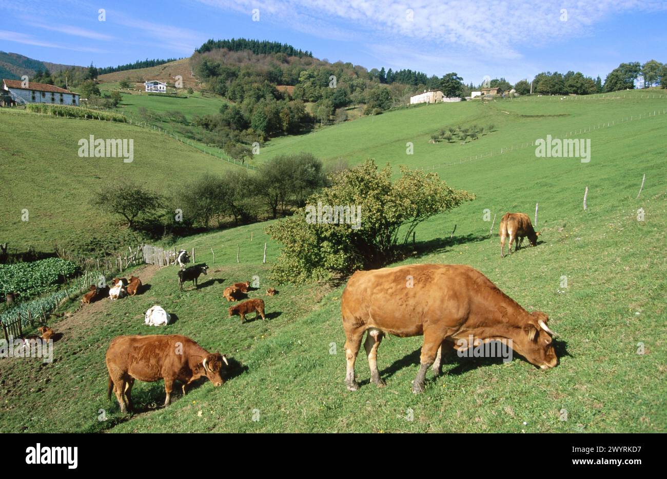 Cattle, Legazpi, Basque Country, Spain Stock Photo - Alamy