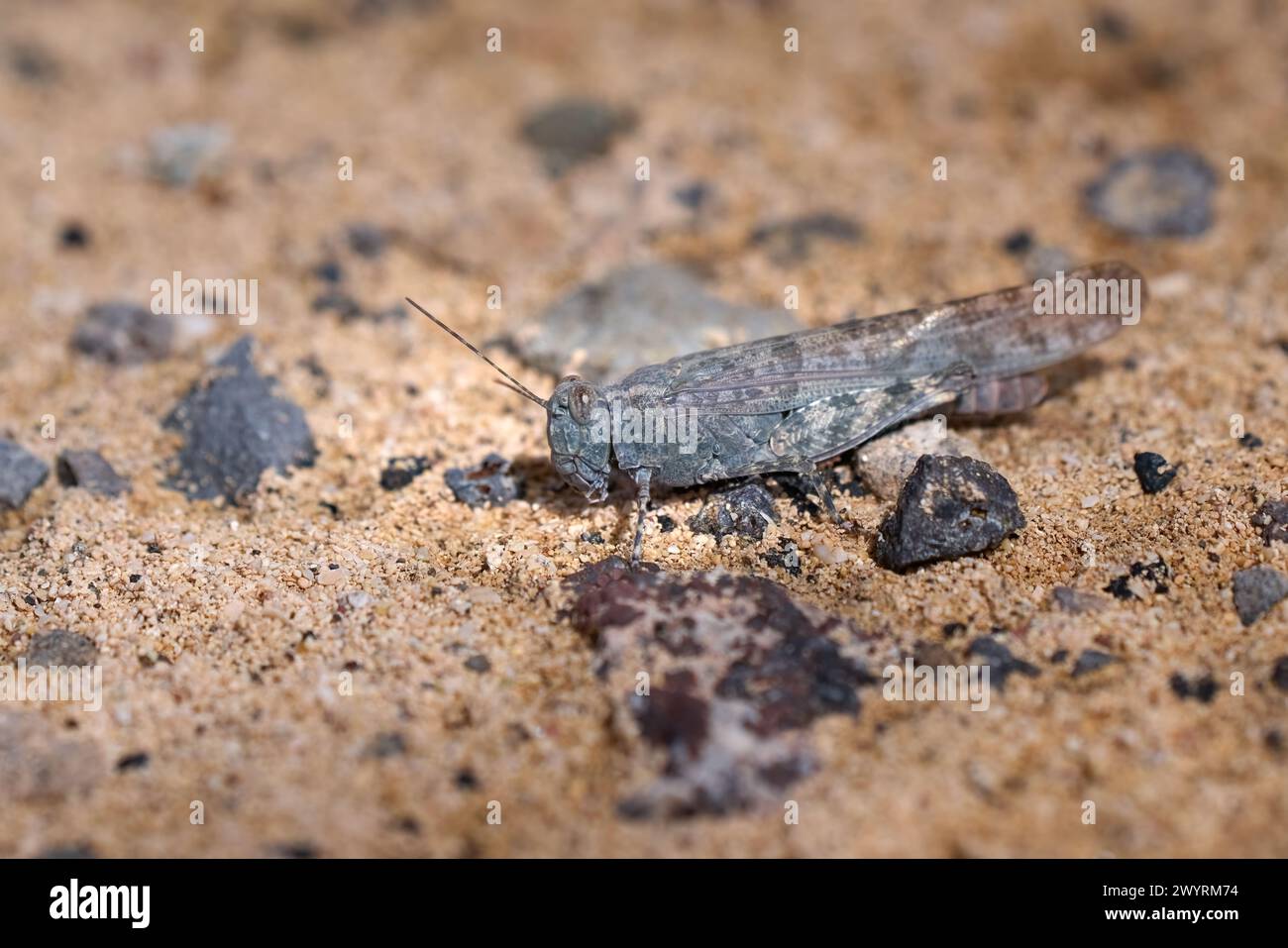 Fuerteventura Sand Grasshopper (Sphingonotus fuerteventurae) in the ...