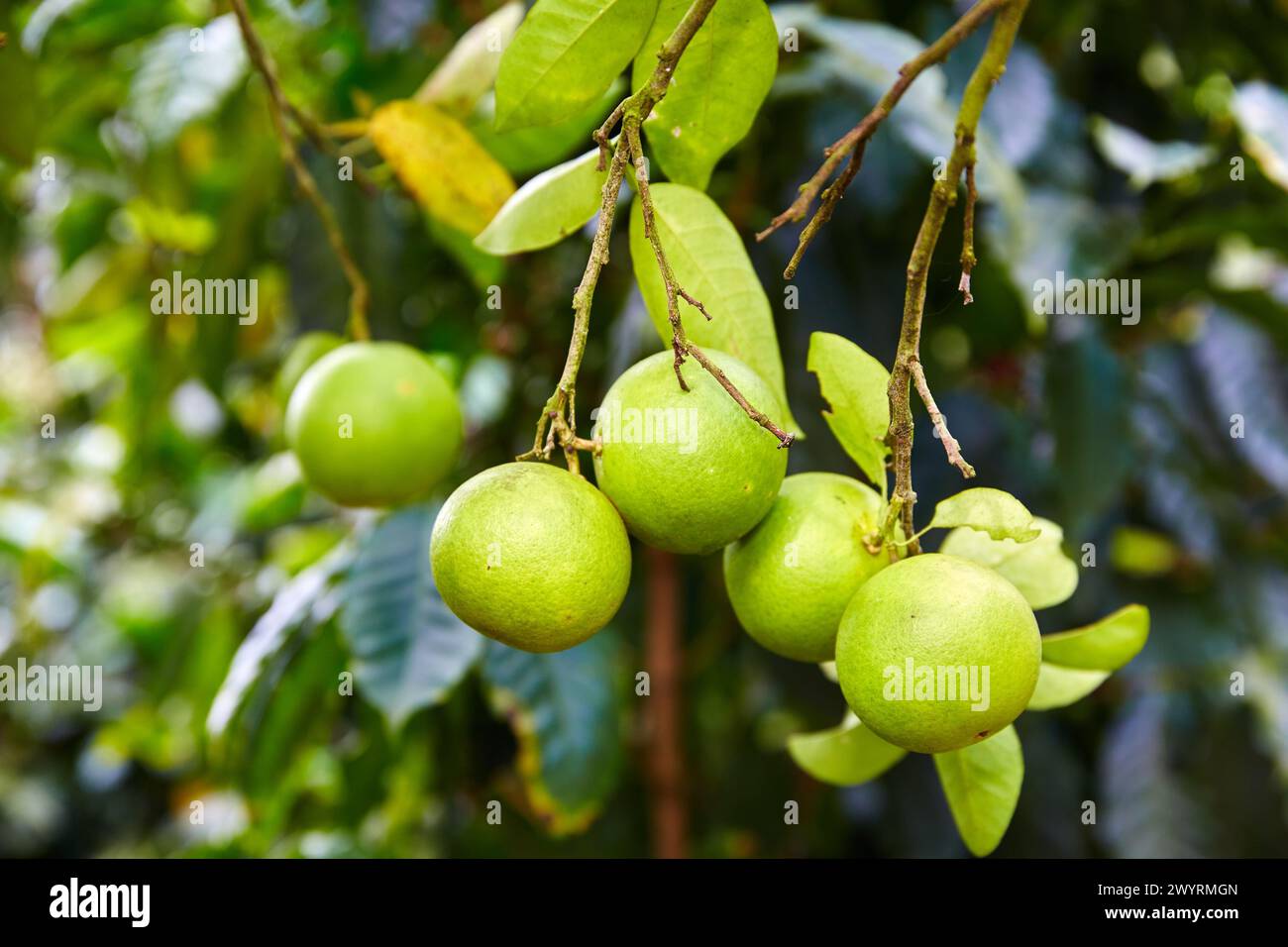 Naranjo orange tree hi-res stock photography and images - Alamy