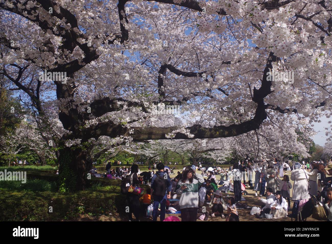 Cherry Blossom in Full Bloom in Tokyo, Japan Stock Photo - Alamy