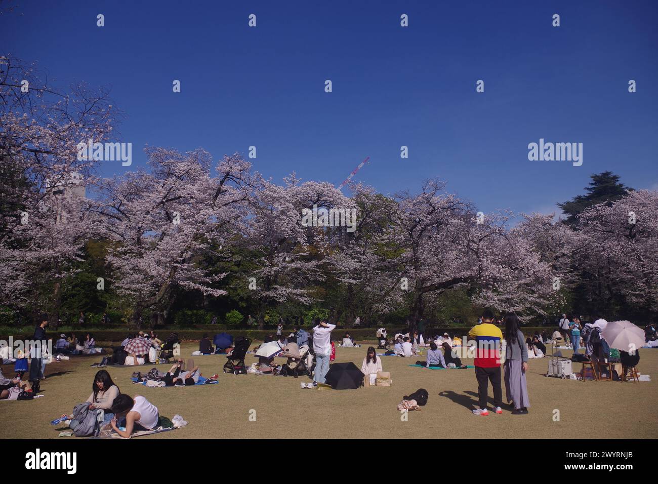 Cherry Blossom in Full Bloom in Tokyo, Japan Stock Photo - Alamy