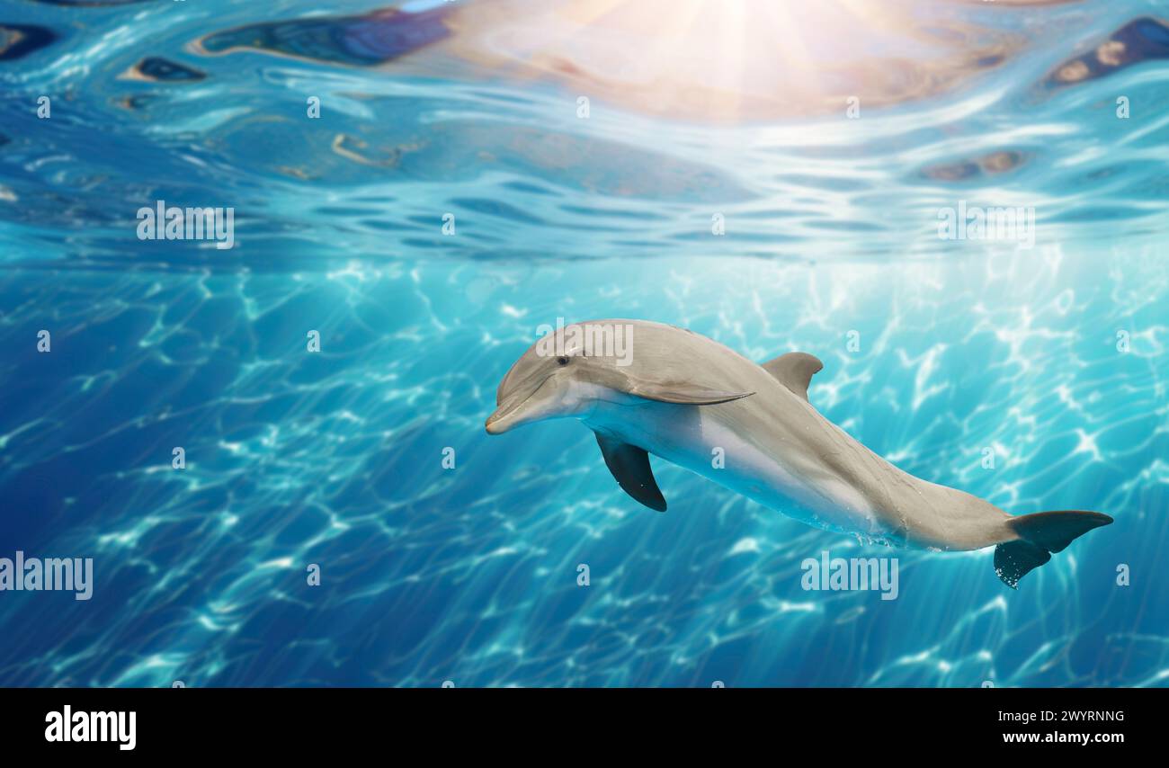 Two bottlenose dolphins underwater hi-res stock photography and images ...