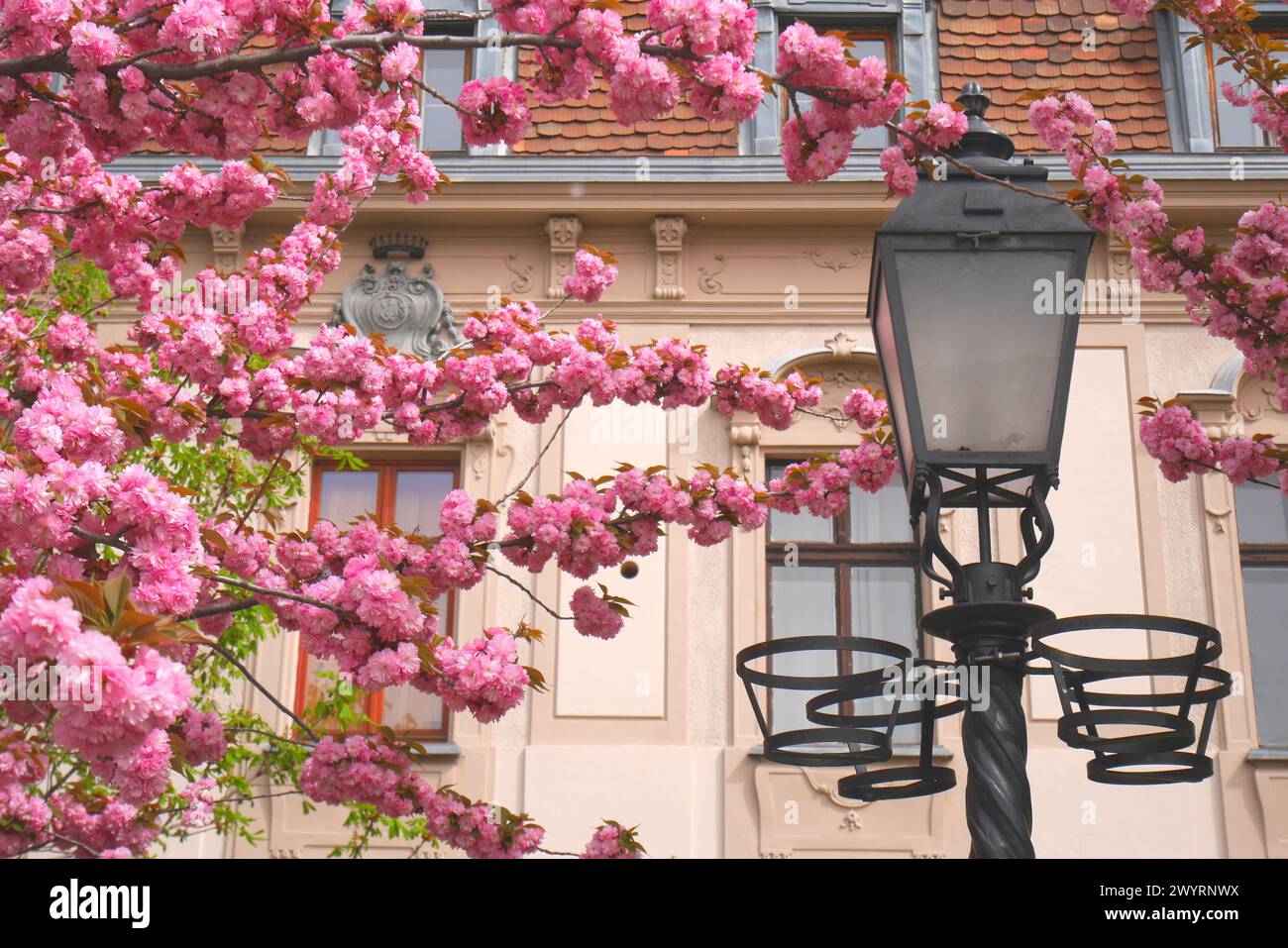 Ornamental Japanese cherry blossom, prunus serrulata, and a street lamp ...