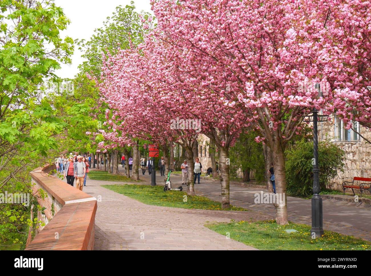 Ornamental Japanese cherry blossom, prunus serrulata, on Toth Arpad ...