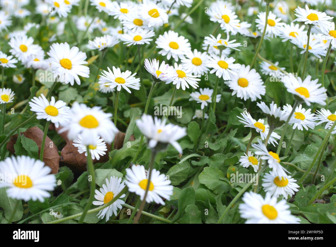 Lawn pest hi-res stock photography and images - Alamy