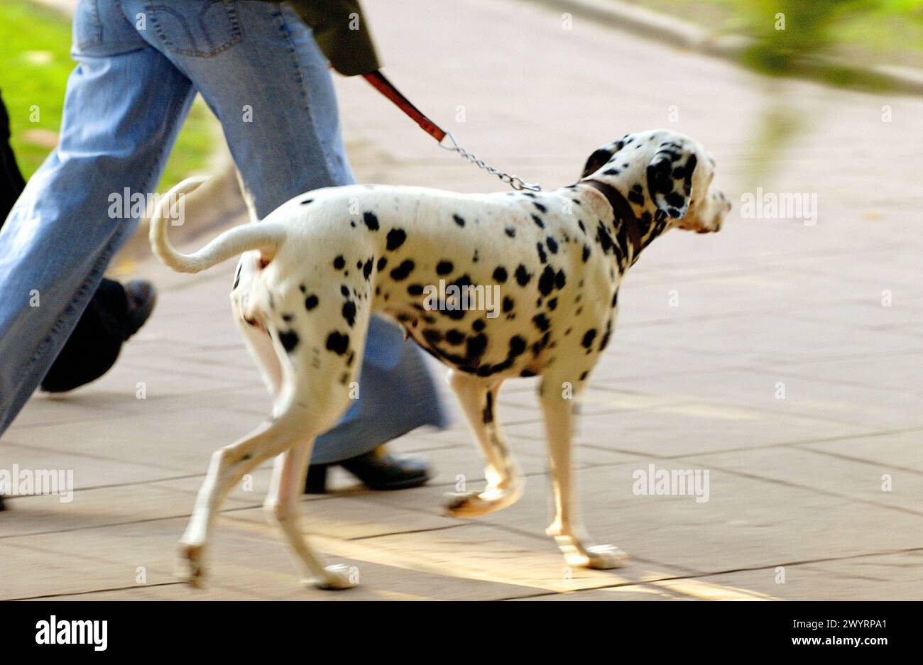 Dalmatian country hi-res stock photography and images - Alamy