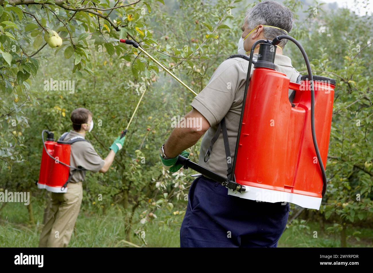 árbol individual hi-res stock photography and images - Alamy