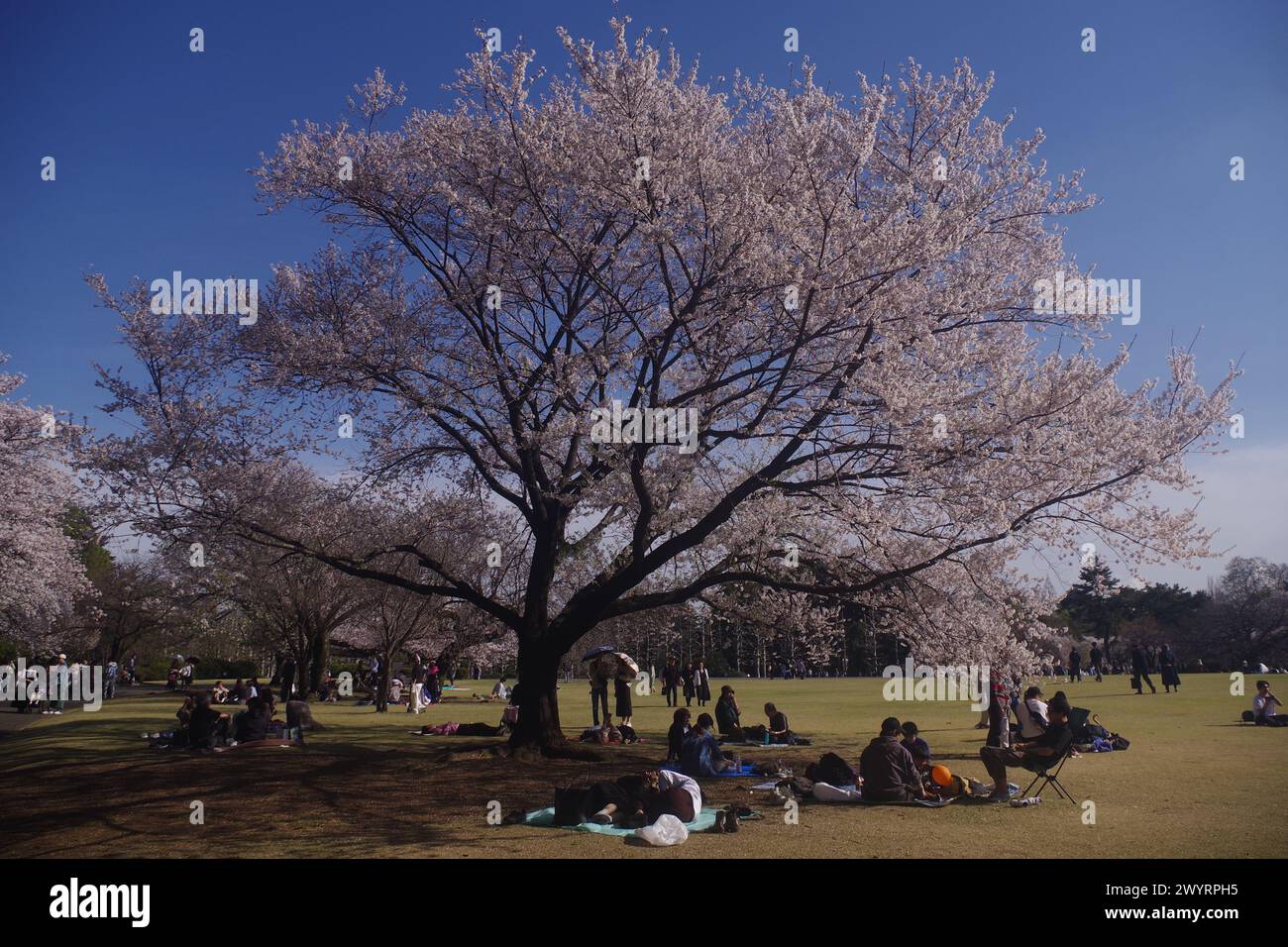 Cherry Blossom in Full Bloom in Tokyo, Japan Stock Photo - Alamy