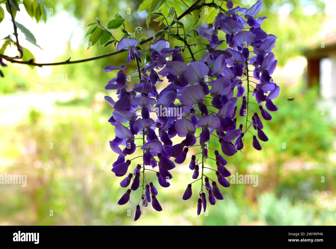 Wisteriopsis japonica hi-res stock photography and images - Alamy
