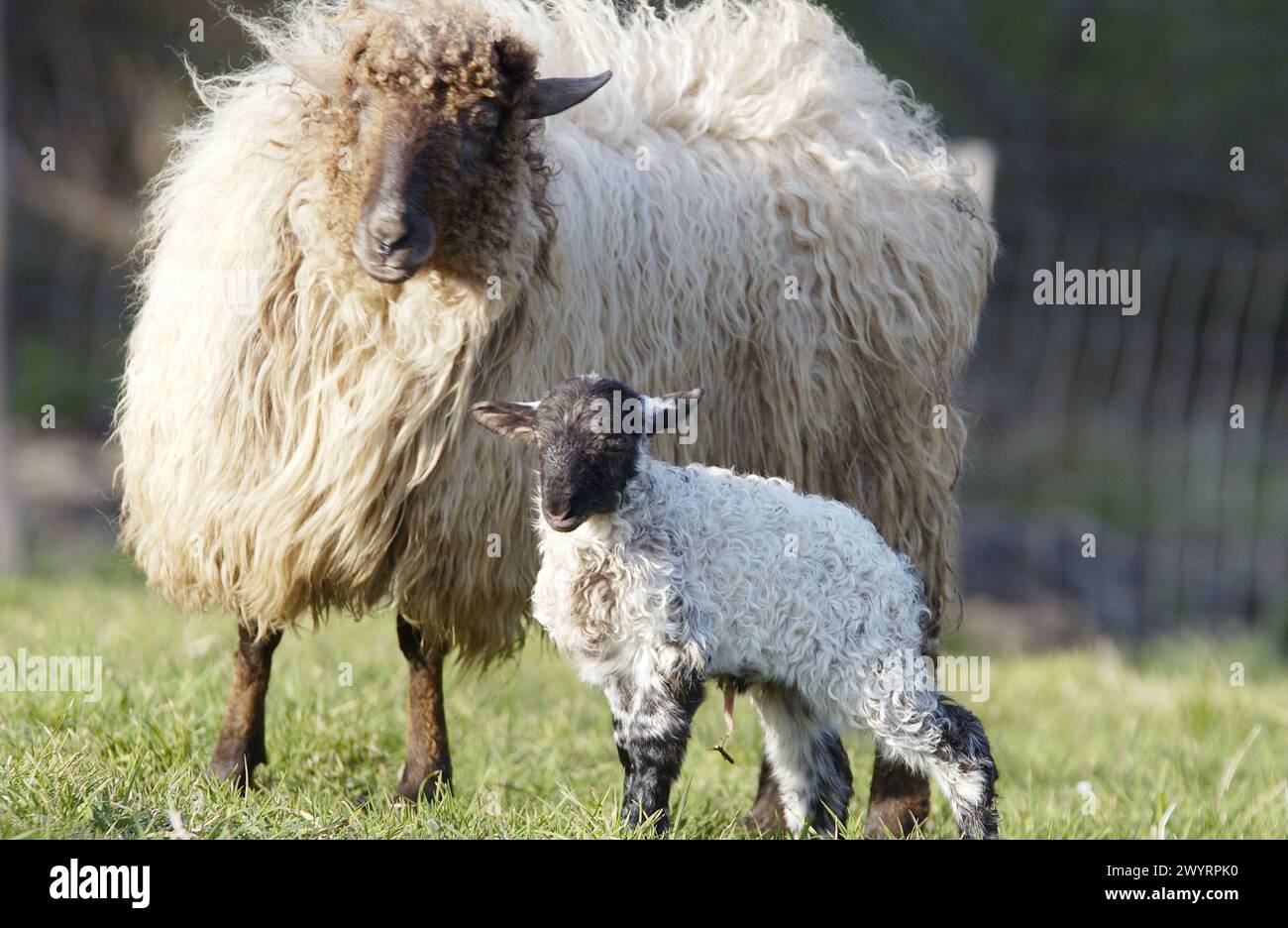 Latza sheep hi-res stock photography and images - Alamy