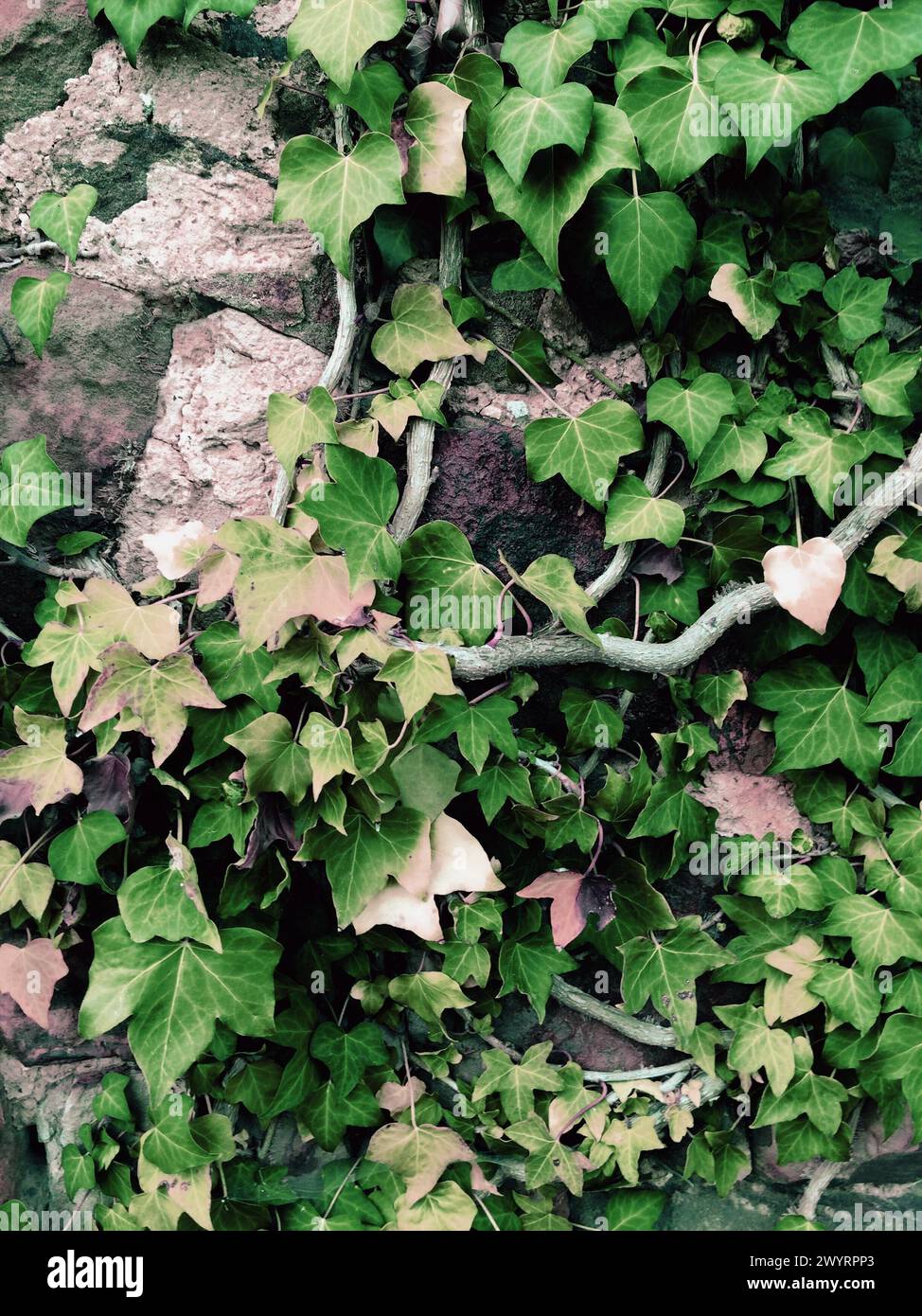 Vines without leaves hi-res stock photography and images - Alamy