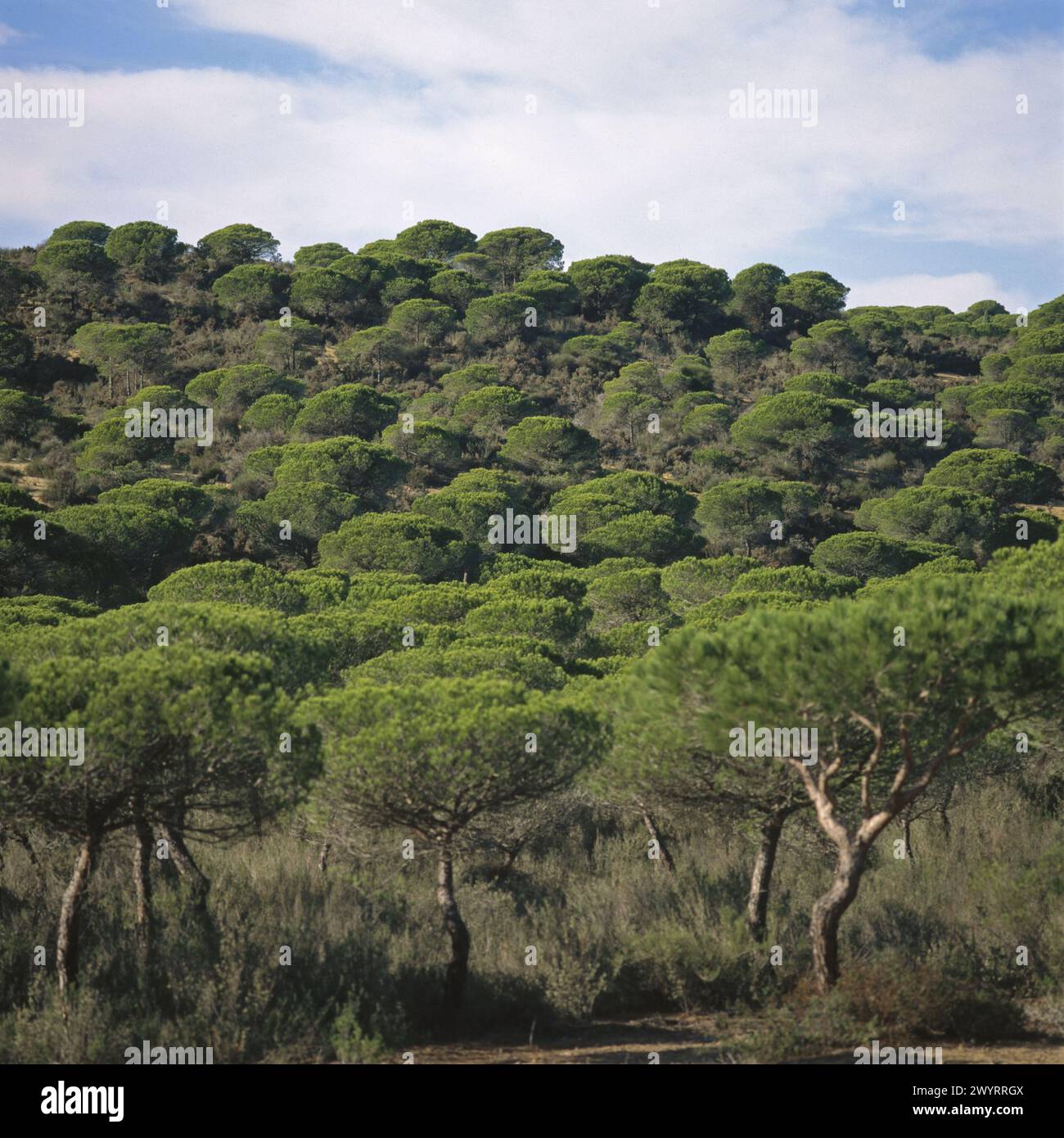 árbol pinus pinea hi-res stock photography and images - Alamy