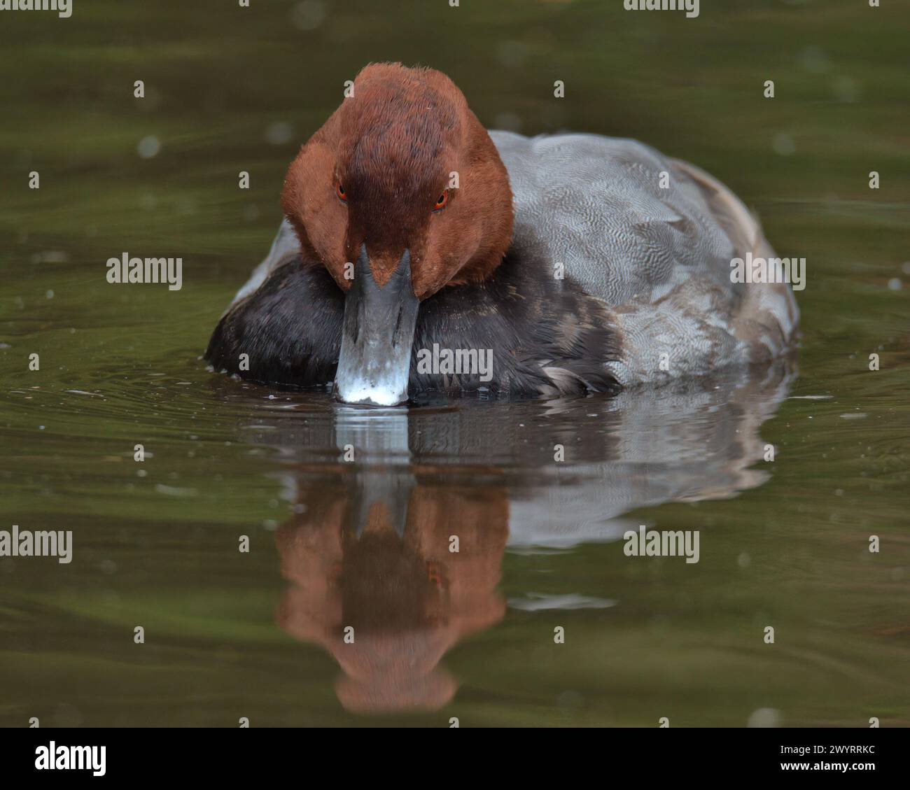 Common pochard .Aythya ferina Stock Photo - Alamy