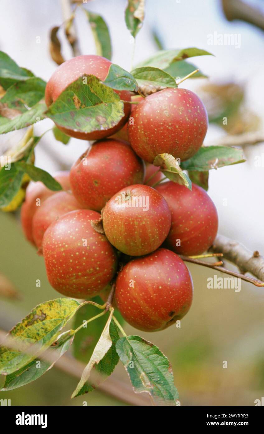 Reineta apple hi-res stock photography and images - Alamy