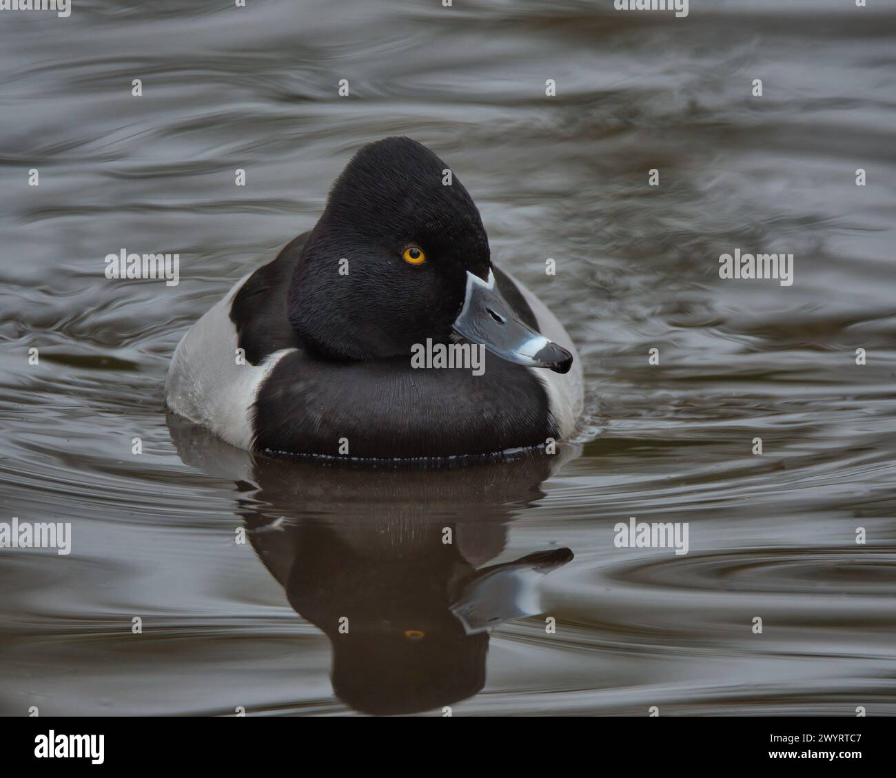 Duck swim ring hi-res stock photography and images - Alamy