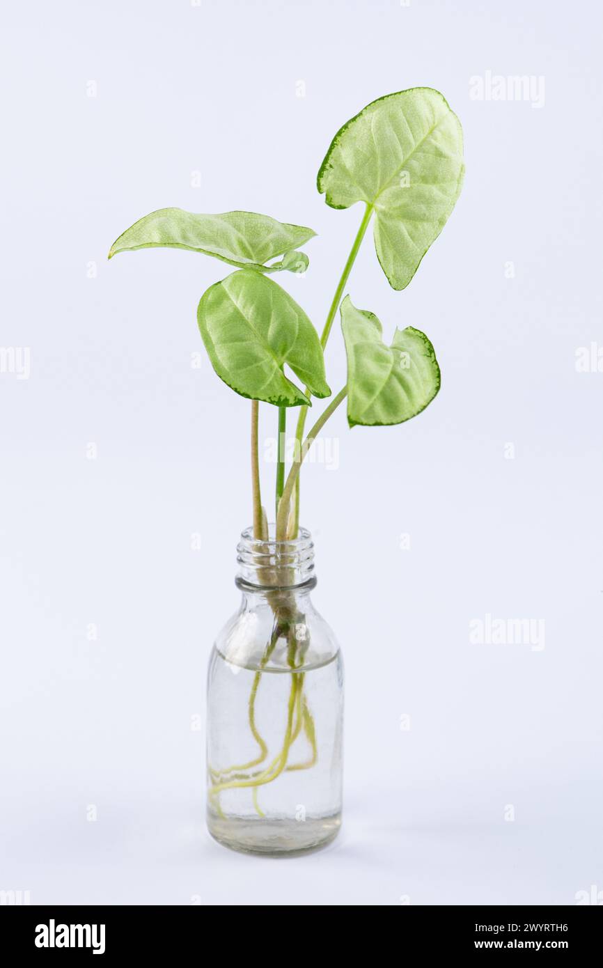cuttings of a Syngonium mini pixie white plant with roots in a glass ...