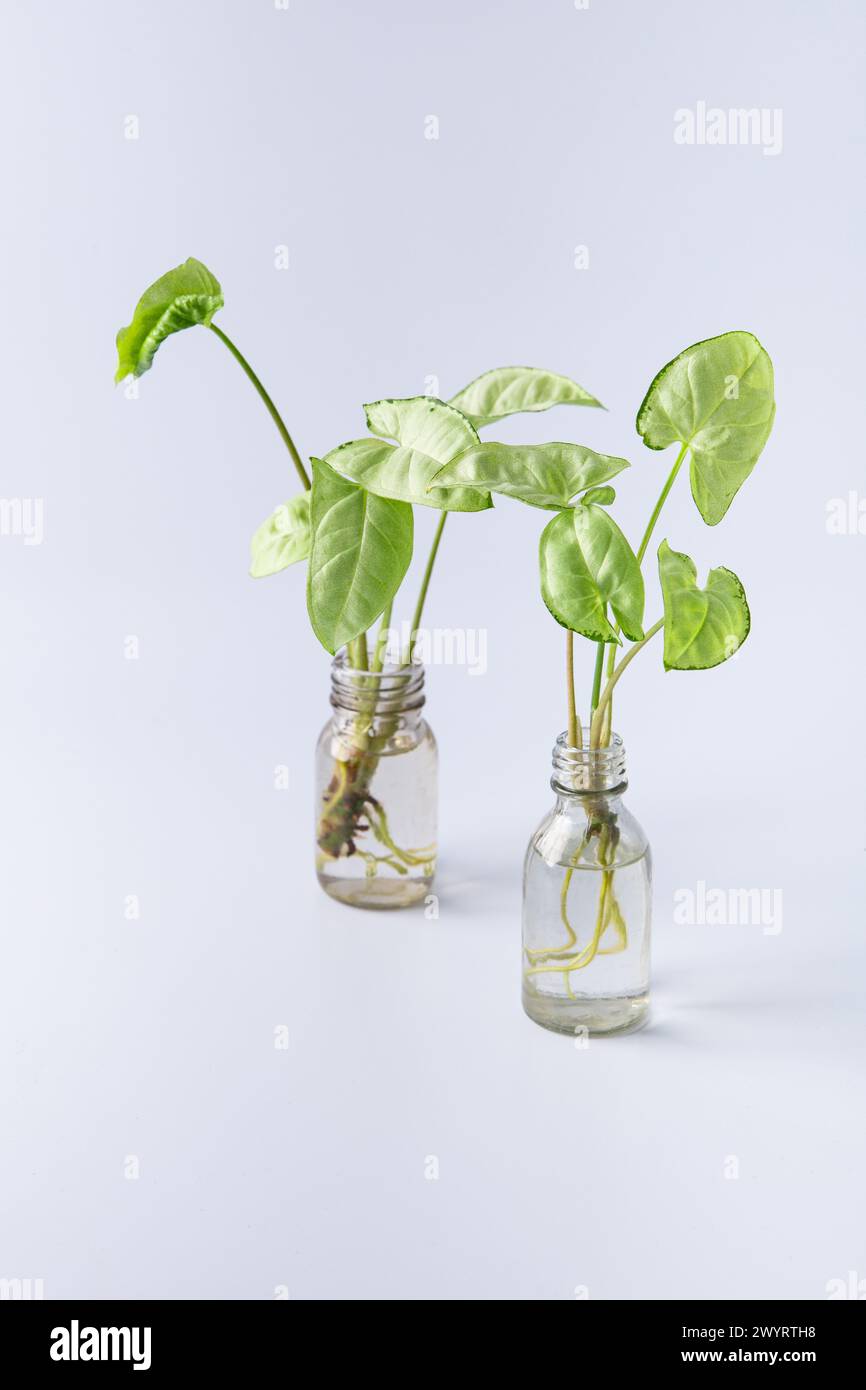cuttings of a Syngonium mini pixie white plant with roots in a glass ...