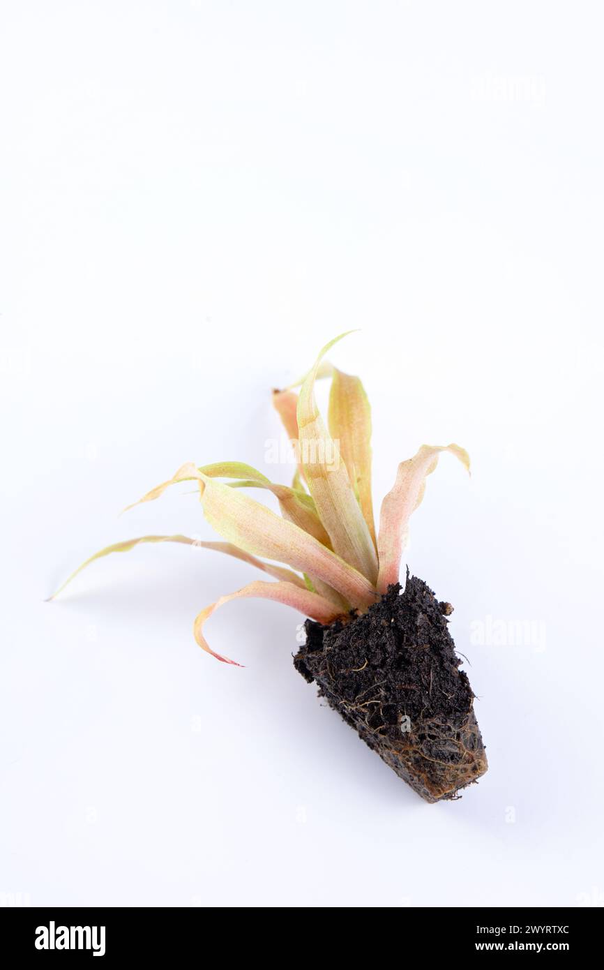 small seedling of Pineapple plant (Ananas comosus) with exposed roots ...