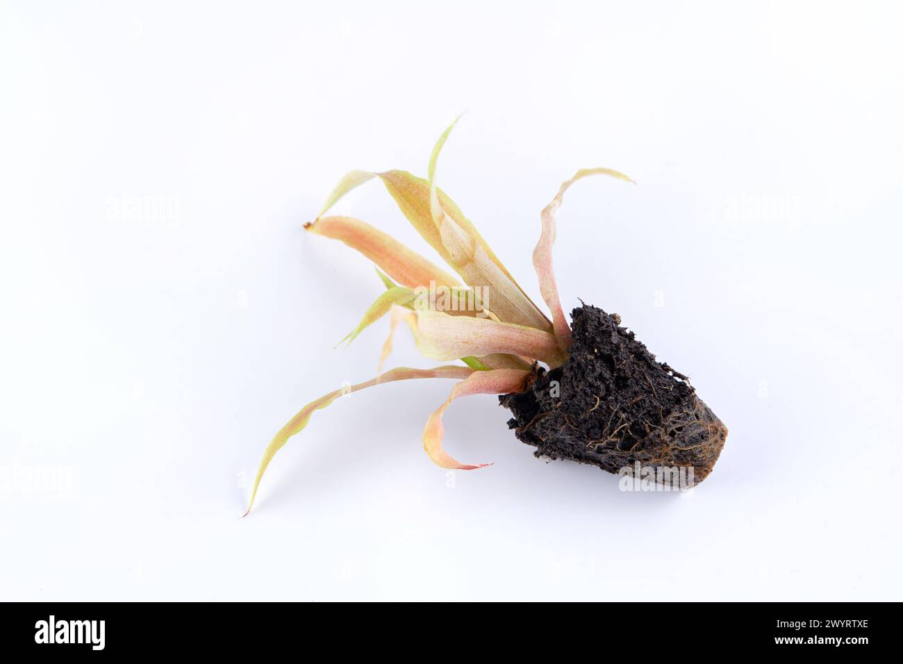 Pineapple sprout hi-res stock photography and images - Alamy