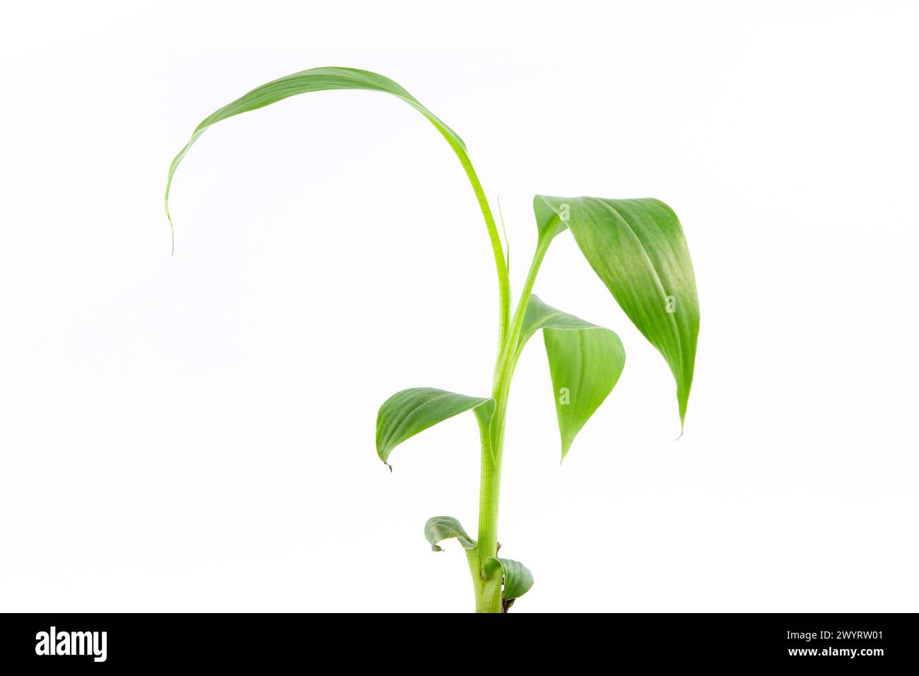 young green sprout of the plant Musa acuminata var. zebrina, also known ...