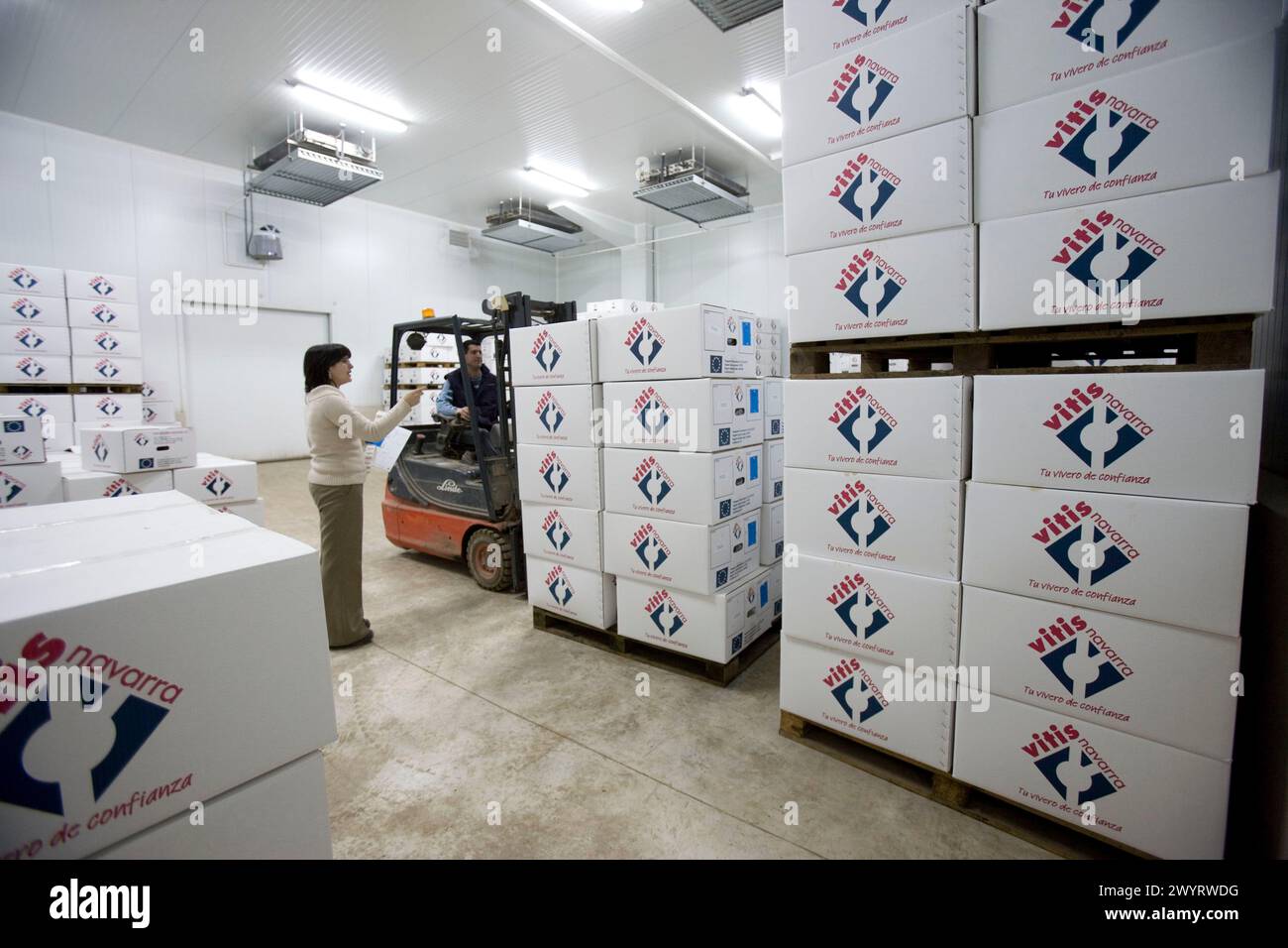 Vine plants in cold storage room, Vitis Navarra tree nursery, Larraga ...