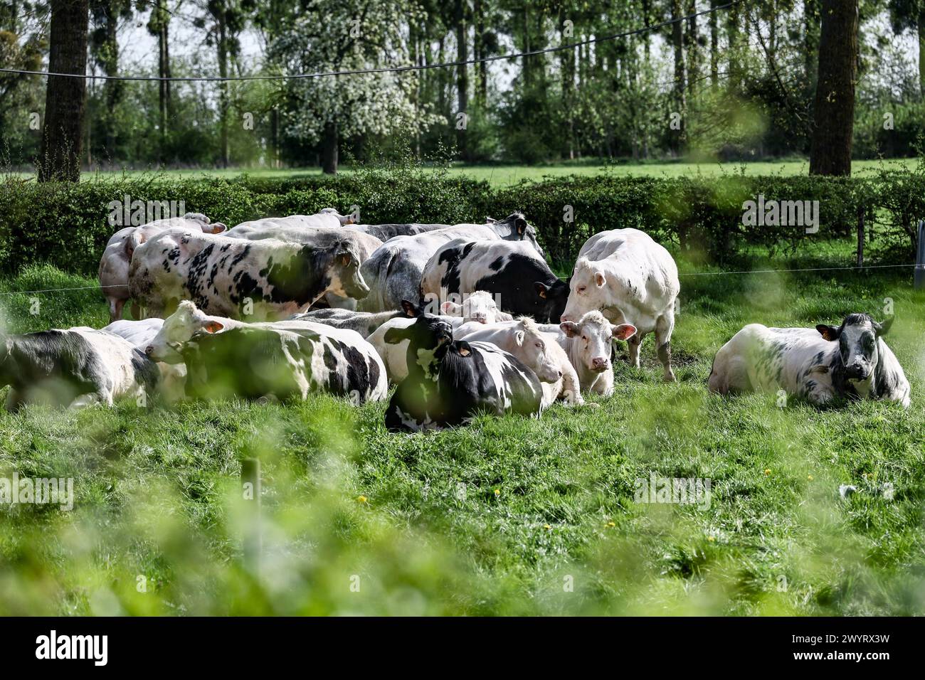 Faimes, Belgium. 08th Apr, 2024. Cows pictured at the 'Laruelle' beef ...