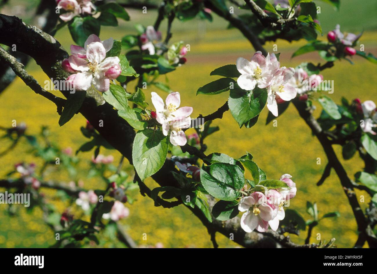 Apple tree (Malus sp Stock Photo - Alamy