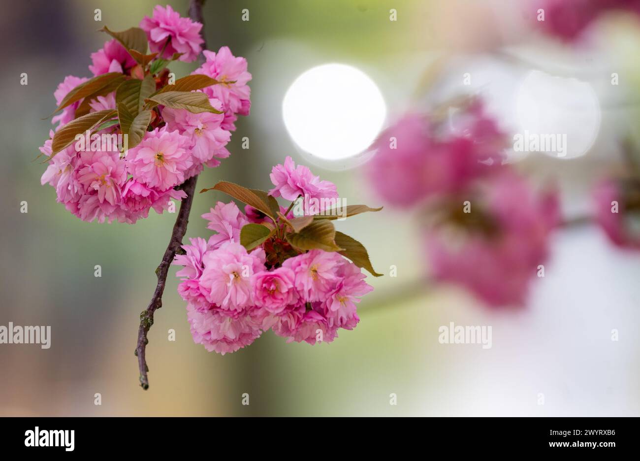 2024 cherry blossoms hi-res stock photography and images - Alamy