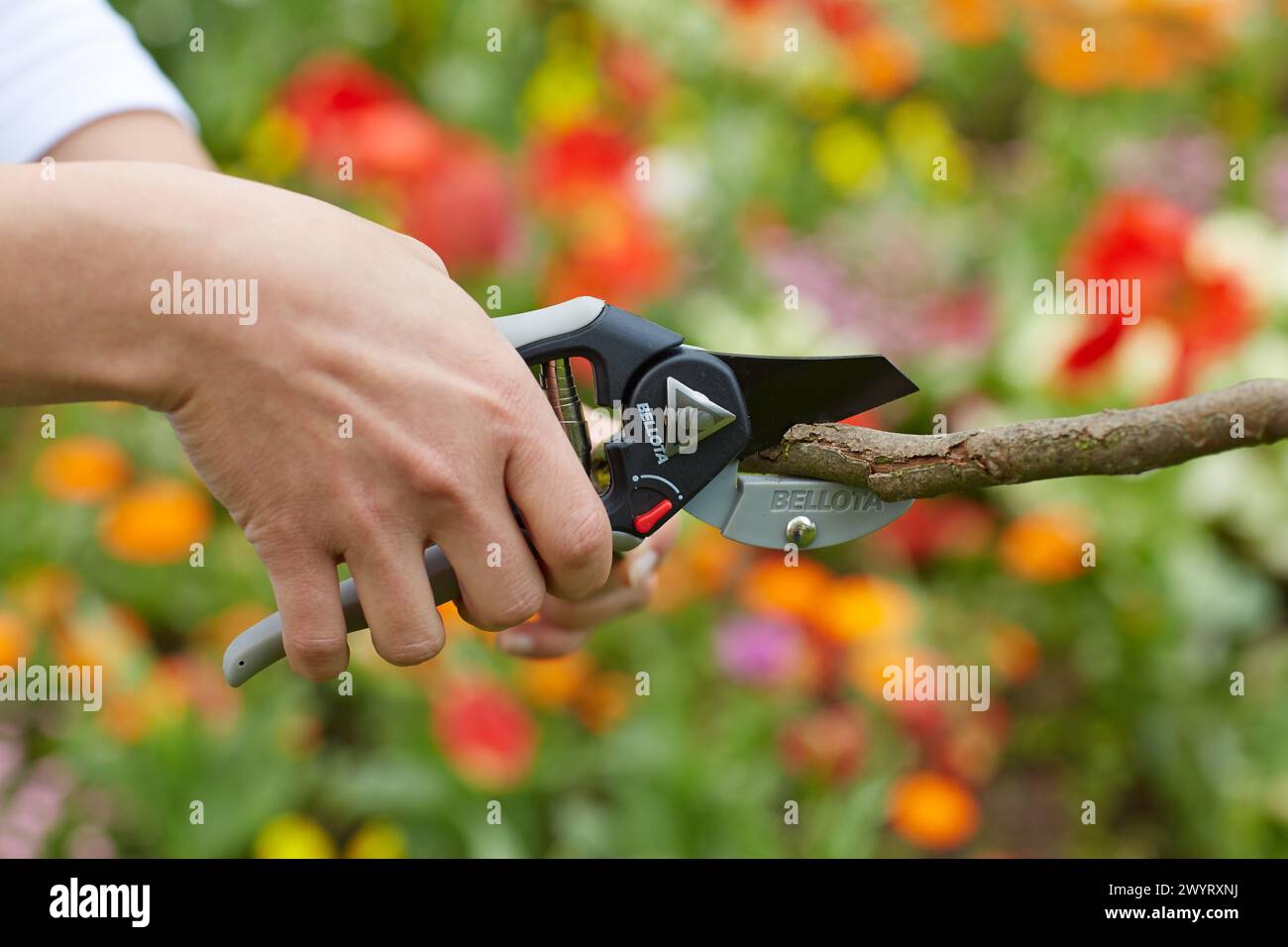 Gardener cutting bush, Pruning secateurs, Hand tool, Garden Stock Photo ...