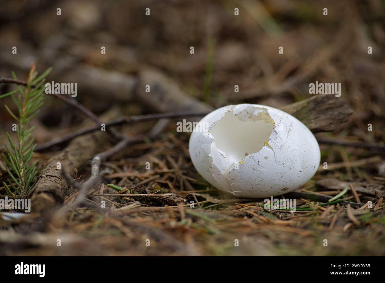 White eggshell with noticeable damage and a visible hole is lying on a ...