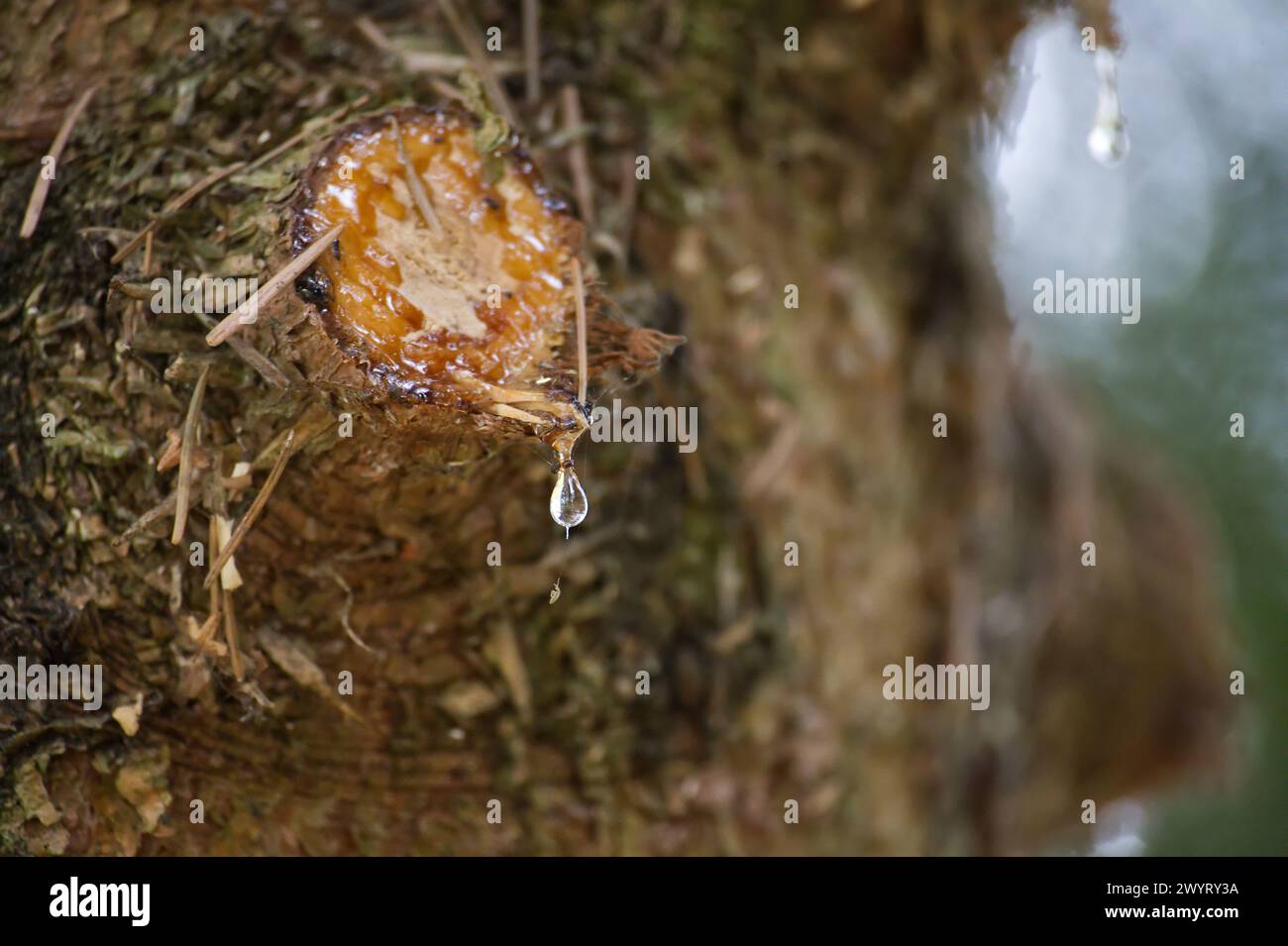 Close up of a tree trunk, highlighting a cut in the bark from which ...
