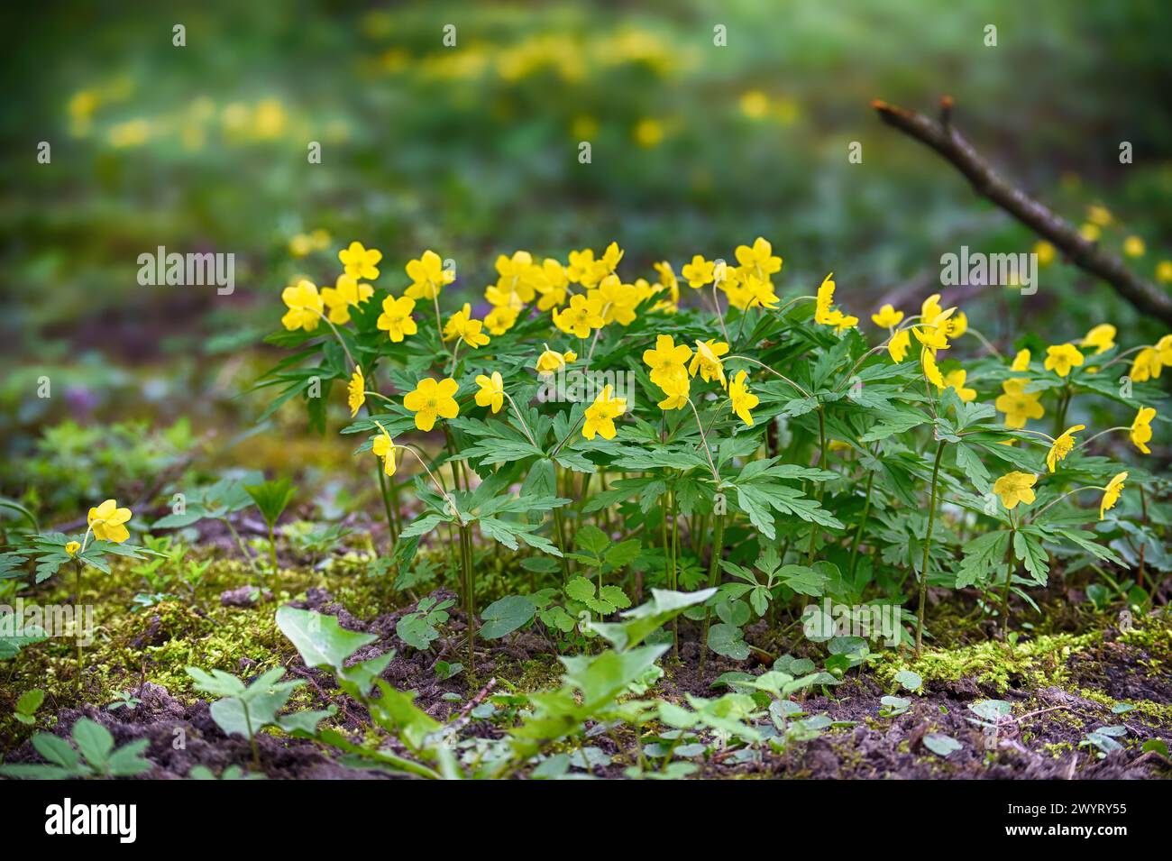 Cluster of yellow marsh marigold flowers growing in a forest setting ...