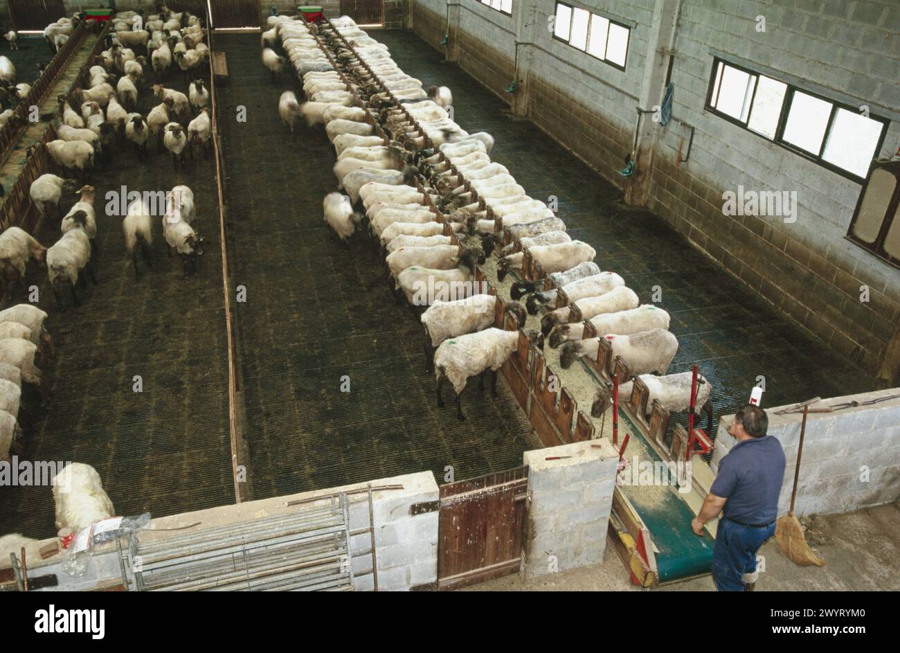 Sheep (Latxa breed). Legazpi. Guipúzcoa. Spain Stock Photo - Alamy