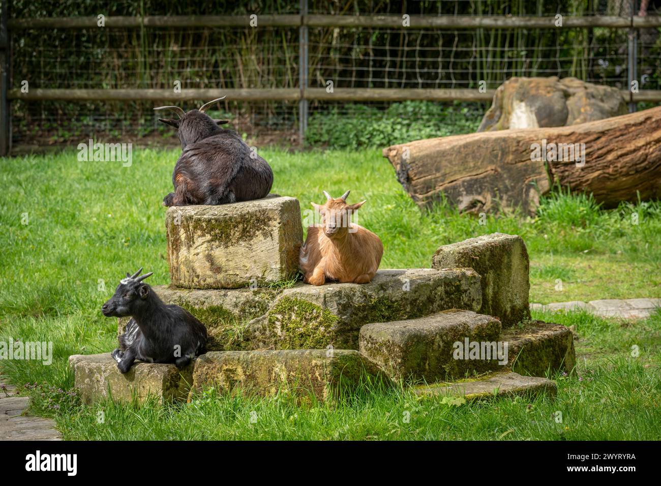 The menagerie, the zoo of the plant garden. View of three Senegal goats ...