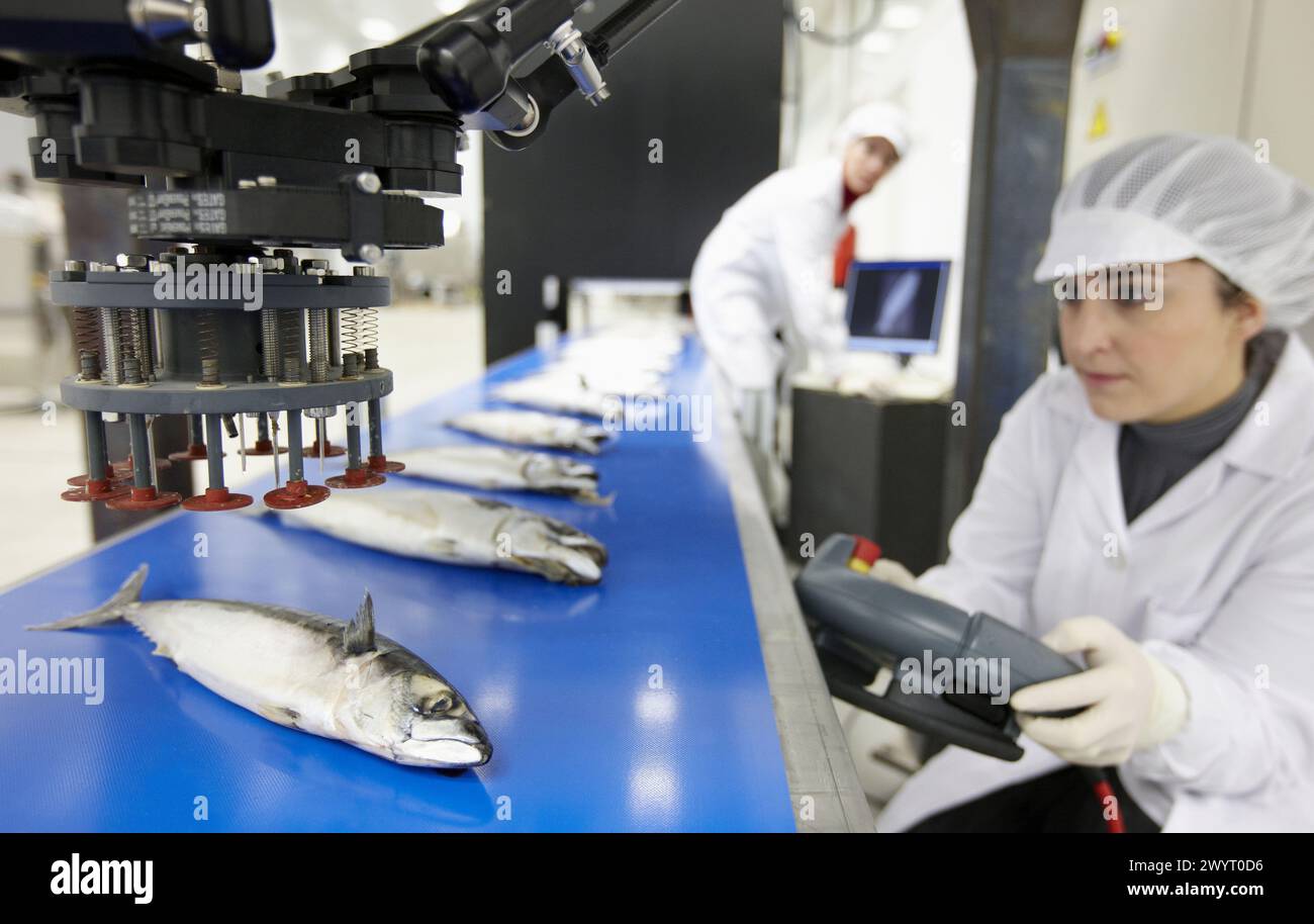 Researchers working on food classification robot, mackerel, pilot plant ...