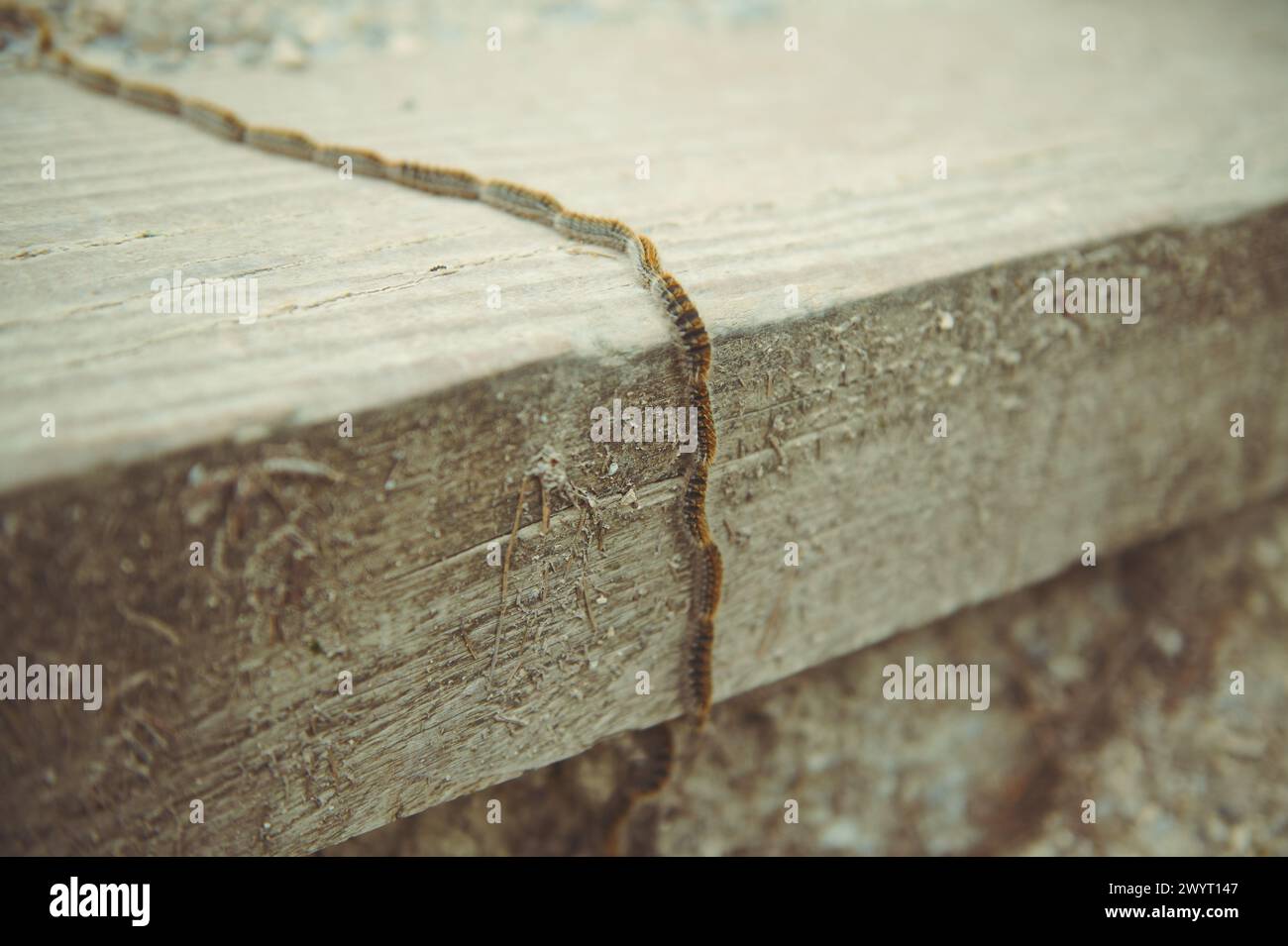 Caterpillar train slowly moving in the nature outdoors. Insects in the ...