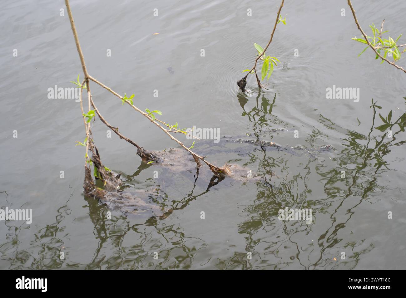 Harefield, UK. 8th April, 2024. Sewage fungus grows the branches of a ...