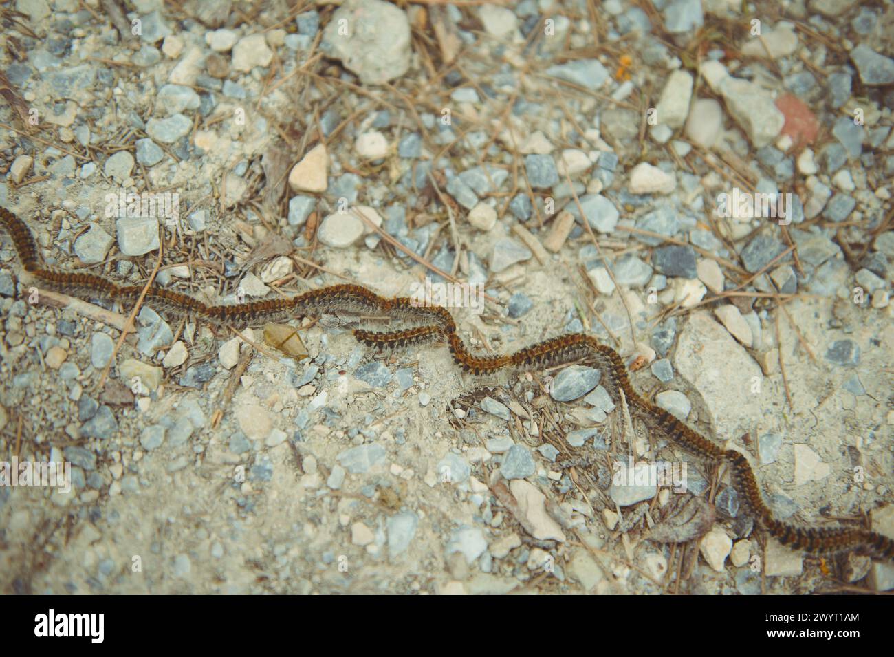 Caterpillar train slowly moving in the nature outdoors. Insects in the ...
