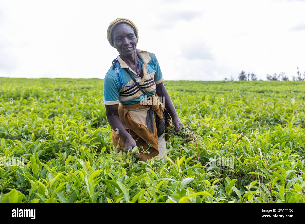 A woman is working in a field of tea plants, agriculture in Africa ...
